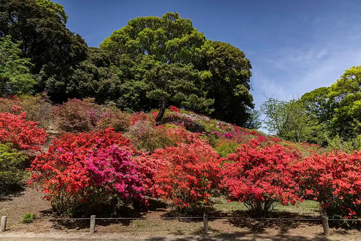 Rikugien Gardens Photo Guide